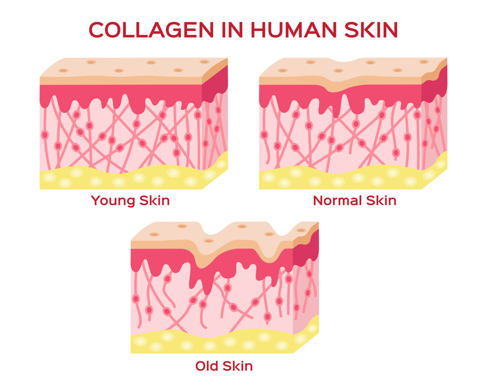 The vital role of collagen in tissue repair and function - Therapy ...